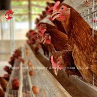 China Automatic Poultry Layer Broiler Farming Cage System With Drinking And Feeding Equipment Adela for sale