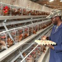 China User Friendly Poultry Layer Cage For Hassle Free Poultry Rearing Adela for sale