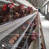 China Africa Hot Galvanized 4 Tiers Poultry Layer Battery Cage 25 Years Lifespan For Sale For Layers Farm  Emily for sale