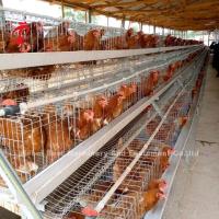 China Automatic Battery Layer Cage , Poultry Farming Cage Nigeria Lagos Sandy for sale