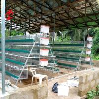 China Automatic Battery Layer Cage , Poultry Farming Cage Nigeria Lagos Sandy for sale