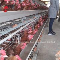 China Battery Automatic H Type Poultry Cage System Hot Sale 240Birds Rose for sale