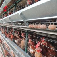 China H And A Type Automatic Poultry Layer Cage 15000 Birds Popular In Africa Rose for sale
