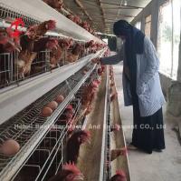 China Layers Battery Cage Price In Nigeria 12 Weeks Chicken 128 Birds Star for sale