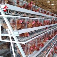 China Automatic Layer Battery Cage System Commercial Layer Chicken Cage 3 Tiers Hot Sale Rose for sale