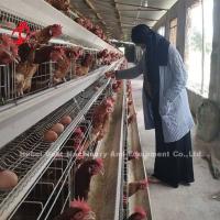 China 144 Birds Capacity H Type  Layer Cage For Commercial Chicken  Mia for sale