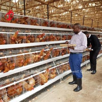 China A type Broilers Battery Cage Poultry Farming ISO14001 Doris for sale