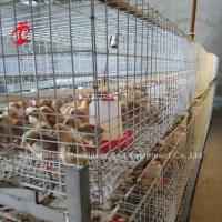 China Q235 Poultry Farming Cage System Baby Chicks Brooder Steel Wire  Emily for sale