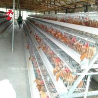 China Automatic Poultry Farming Cage System With Electro / Hot Dip Galvanized Surface Rose for sale