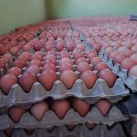 China Maximize Rearing Efficiency With Chicken Husbandry Cage System Cage Type A Rose for sale