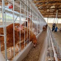 China Semi Automatic Poultry Farming Cage System , 380V 1.5KW Egg Layer Cages Ada for sale