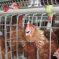 China 4 Tiers Layer Chicken Battery Cages Automatic In Uganda Ada for sale