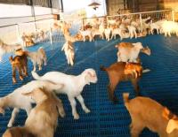 China High Strength Easy To Clean And Maintain GRP Floor Grating FRP Molded Pig Chicken Sheep Floor Grating for sale