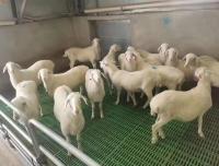 China High Strength Easy To Clean And Maintain GRP Floor Grating FRP Molded Pig Chicken Sheep Floor Grating for sale