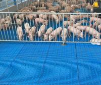 China High Strength Easy To Clean And Maintain GRP Floor Grating FRP Molded Pig Chicken Sheep Floor Grating for sale