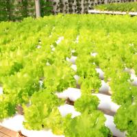 China Strong Type Polycarbonate Greenhouse with 80-90% Light Transmission and 10-15 Year Lifespan for Plant Cultivation for sale