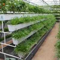 China Venlo Glass Greenhouse 15x10x6m for Flower Cultivation with Substrate Culture and Climate Control for sale