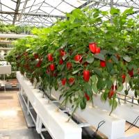 China Strong Type Polycarbonate Greenhouse with 80-90% Light Transmission and 10-15 Year Lifespan for Plant Cultivation for sale