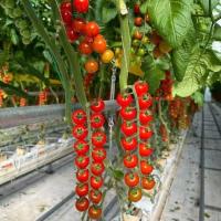 China Galvanized Steel Venlo Type Glass & Polycarbonate Greenhouse with 90% Light Transmission and Full Climate Control Systems for sale