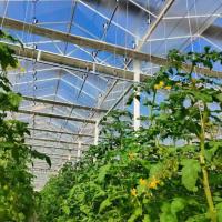 China Polycarbonate Venlo Greenhouse for Tomato Substrate Culture - 4-8m Height, 9-12m Width with Climate Control for sale