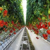 China Energy-Saving Smart PC Sheet Venlo Tomato Greenhouse 9-12m Width with 0.40KN/m² Wind Load for sale