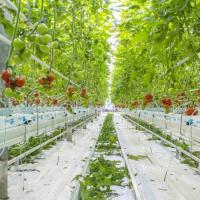 China Intelligent Venlo Glass Greenhouse 9.6-12m Width for Tomato Strawberry Growing with 120km/㎡ Wind Resistance for sale