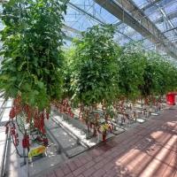 China Energy-Saving Smart PC Sheet Venlo Tomato Greenhouse 9-12m Width with 0.40KN/m² Wind Load for sale