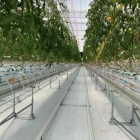 China Intelligent Venlo Glass Greenhouse 9.6-12m Width for Tomato Strawberry Growing with 120km/㎡ Wind Resistance for sale