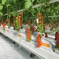 China Polycarbonate Venlo Type Greenhouse for Tomato Cultivation 30-60m Length with 0.6KN/㎡ Wind Load for sale