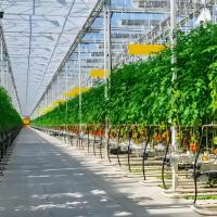 China Energy-Saving Smart PC Sheet Venlo Tomato Greenhouse 9-12m Width with 0.40KN/m² Wind Load for sale