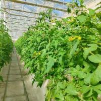China Fully Automatic Dutch Venlo Greenhouse with 80-90% Light Transmission and 10-15 Year Service Life for sale