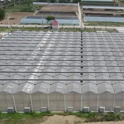 China UV-Resistant PC Sheet Venlo Greenhouse 9.6m Width with Ebb-Flow Seedbeds & Humidity Control Systems for sale