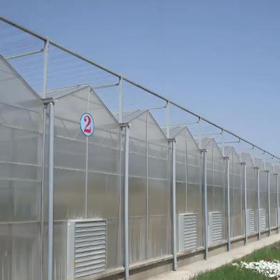 China Durable Polycarbonate Venlo Greenhouse for Marigold Growing - 4-8m Height, 0.25KN/m² Snow Load for sale