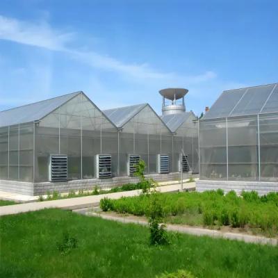 China Commercial Venlo Dutch Polycarbonate Greenhouse with 89% Light Transmittance and 8mm Panels for Fruit Vegetable Cultivation for sale