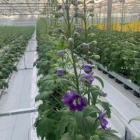China Venlo Glass Greenhouse 9.6m Width for Bell Lily Cultivation with Hot Galvanized Steel Frame for sale