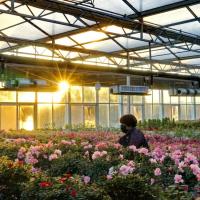 China High - performance Venlo Glass Greenhouse for Bell Pepper  Growing for sale