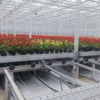 China Automated Venlo-Type Greenhouse with 9-12m Width, Multi-Layer PC Panels and Seedbed System for Hydroponic Cultivation for sale