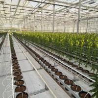 China Compact Polycarbonate Venlo Greenhouse 9-12m Width with 4.5-8m Height for Zinnia & Flower Cultivation for sale