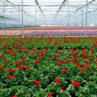 China Customizable Venlo Multi - Span Glass Greenhouse for Orchid Cultivation for sale