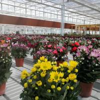 China Venlo Glass Greenhouse for Sunflower Growing 9.6m Width 4.5m-8m Height for sale