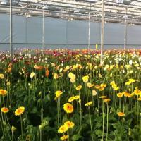 China Modern Venlo Glass Greenhouse 9-12m Width 4.5-8m Height for Gerbera Daisy Cultivation for sale