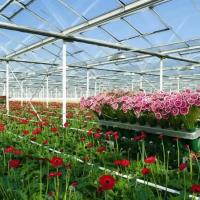 China Venlo Glass Greenhouse 15x10x6m for Flower Cultivation with Substrate Culture and Climate Control for sale