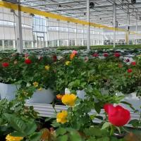 China Modern Venlo Glass Greenhouse 9-12m Width 4.5-8m Height for Gerbera Daisy Cultivation for sale