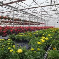 China Compact Polycarbonate Venlo Greenhouse 9-12m Width with 4.5-8m Height for Zinnia & Flower Cultivation for sale