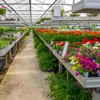 China Automated Venlo-Type Greenhouse with 9-12m Width, Multi-Layer PC Panels and Seedbed System for Hydroponic Cultivation for sale