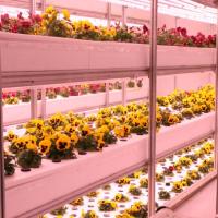 China Venlo Glass Greenhouse for Rose Growing - 9-12m Width, 95% Light Transmission, 0.40KN/m² Wind Load for sale