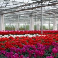 China Durable Polycarbonate Venlo Greenhouse for Marigold Growing - 4-8m Height, 0.25KN/m² Snow Load for sale