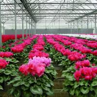 China Polycarbonate Venlo Greenhouse for Flower Hydroponics Durable for sale