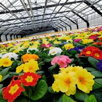 China Galvanized Steel Venlo Type Glass & Polycarbonate Greenhouse with 90% Light Transmission and Full Climate Control Systems for sale