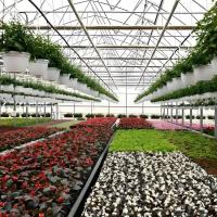 China Durable Polycarbonate Venlo Greenhouse for Marigold Growing - 4-8m Height, 0.25KN/m² Snow Load for sale